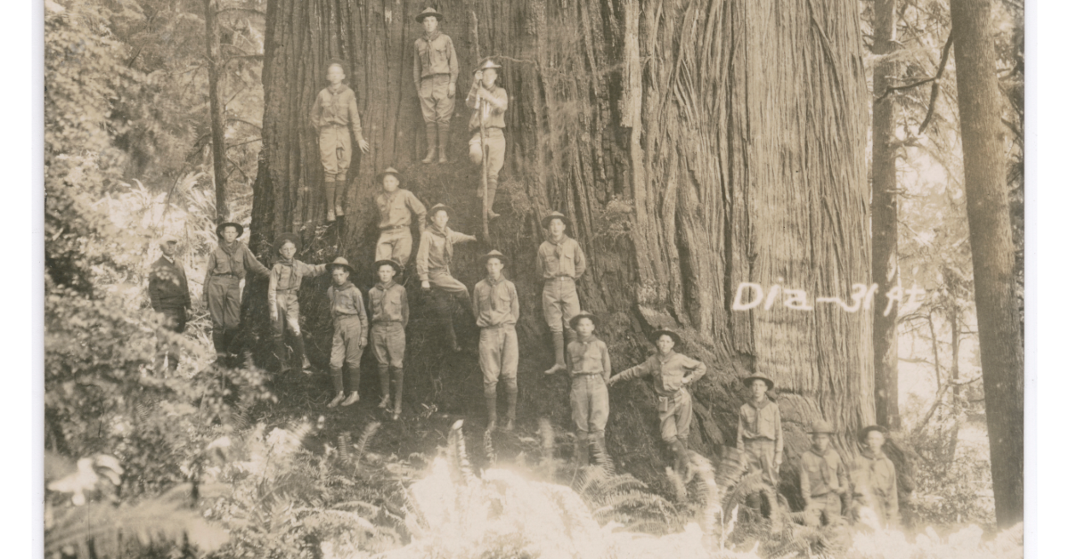 The story behind the Boy Scout Tree, a 2,000-plus-year-old redwood